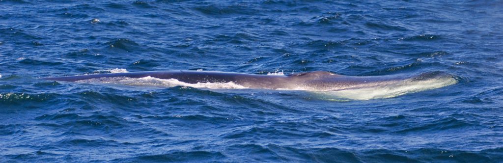 Baleen | Oshan Whale Watch